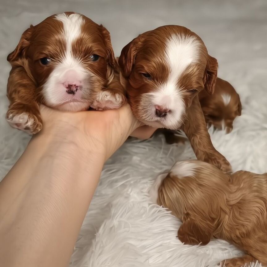 Кавапу, щенок