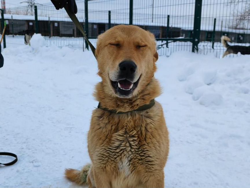 Красивейший пёс из приюта