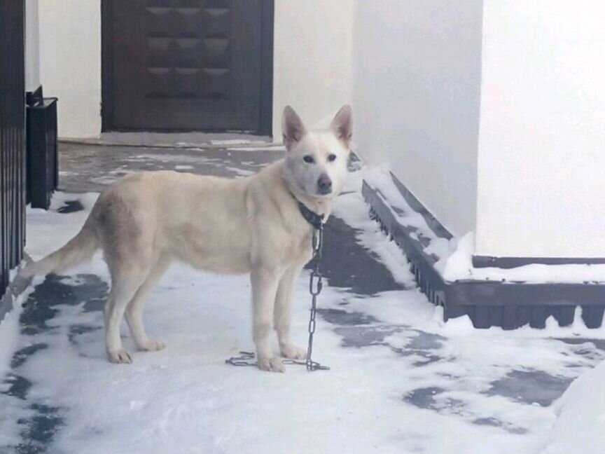 Отдам в добрые руки