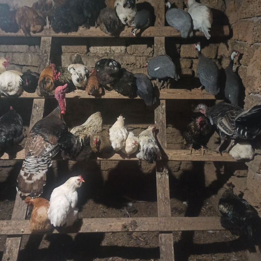 Цецарки. Петухи