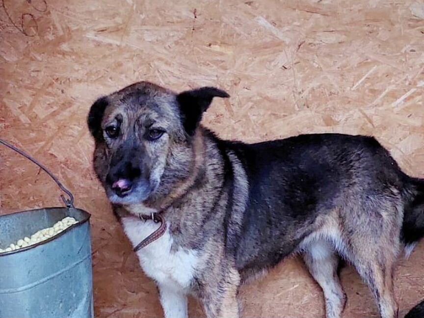 Собака в добрые руки