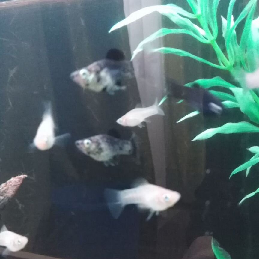 Моллинезия