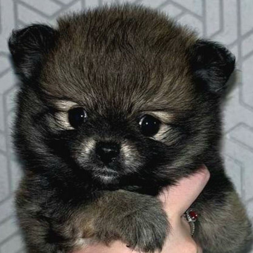 Немецкий шпиц, щенок