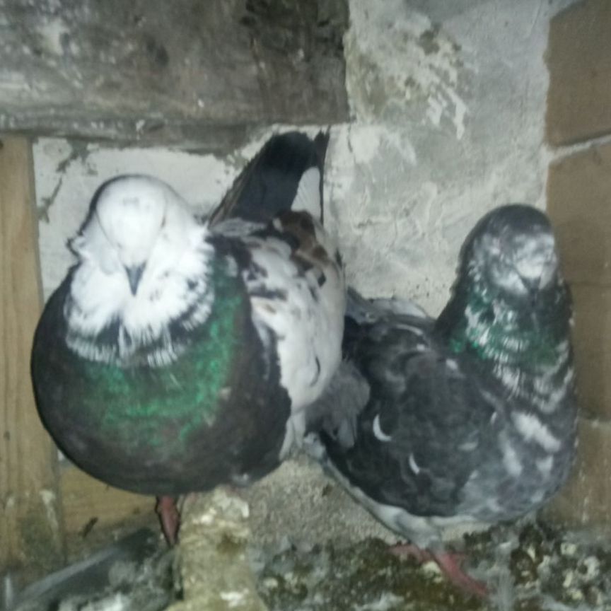 Голуби кинги мадеины штрасеры павлины