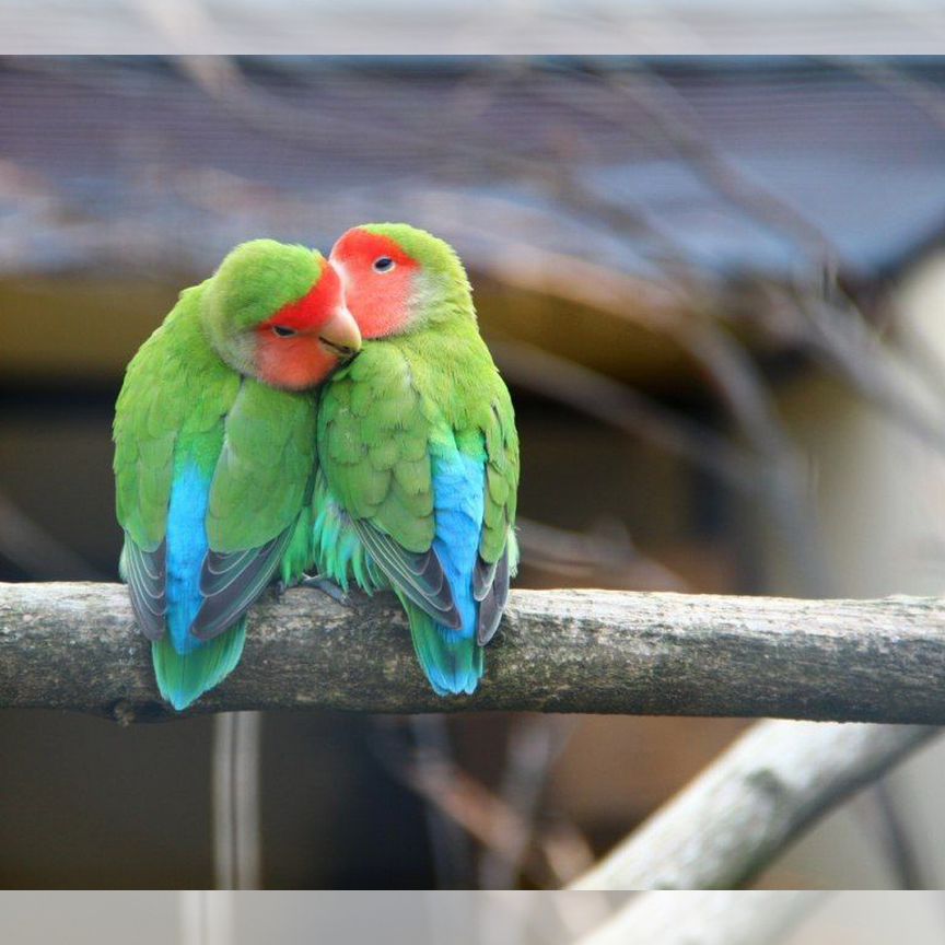 Попугай неразлучники