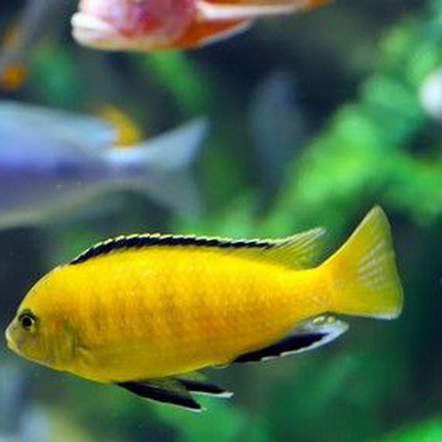 Малавийские цихлиды