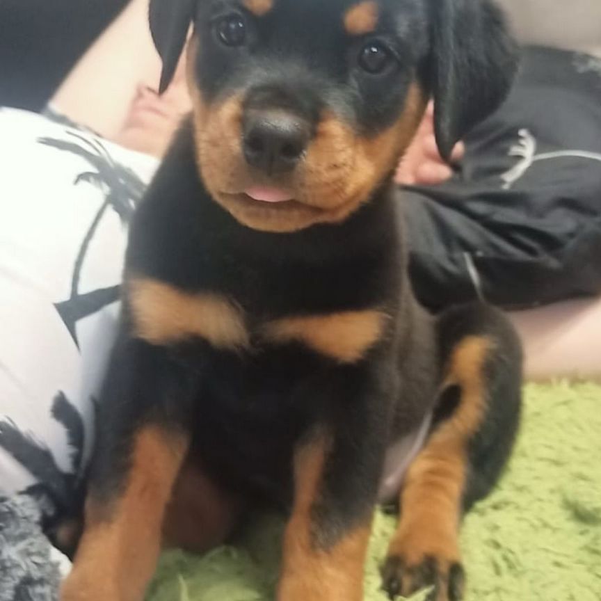 Щенки Ротвейлера