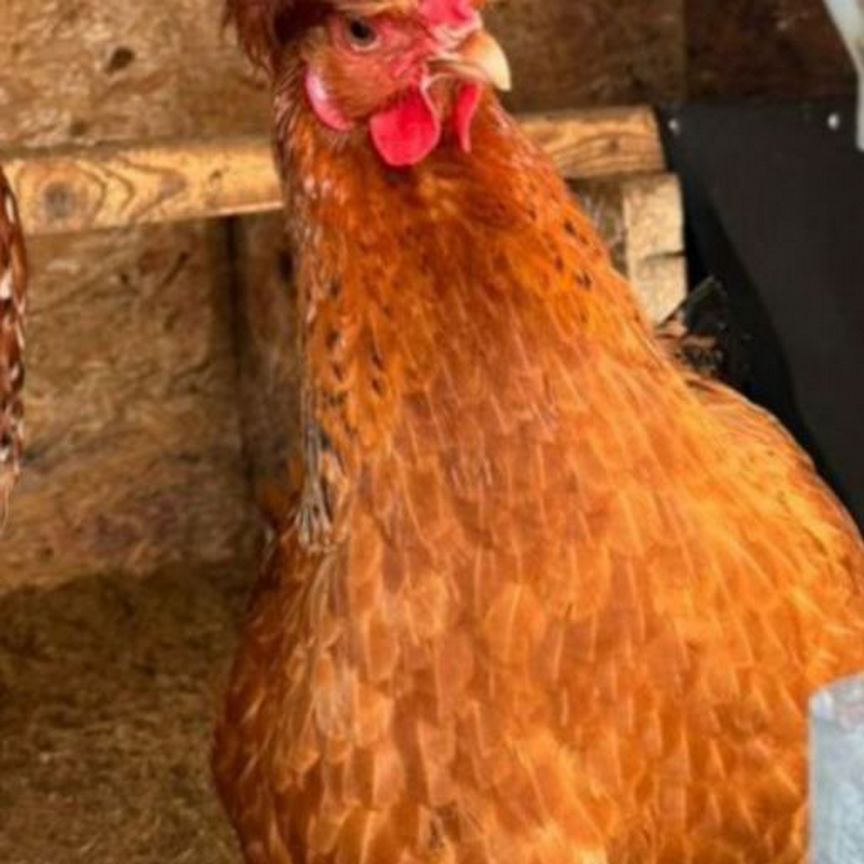 Ия русских хохлататых