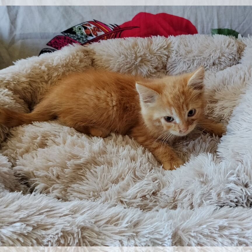 Котёнок в добрые руки