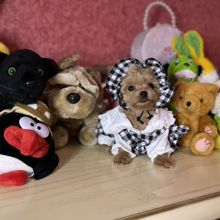 Кукольные мальтипу F1 мини беби фейс