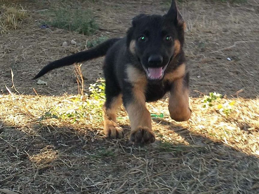 Собаки щенки немецкая овчарка