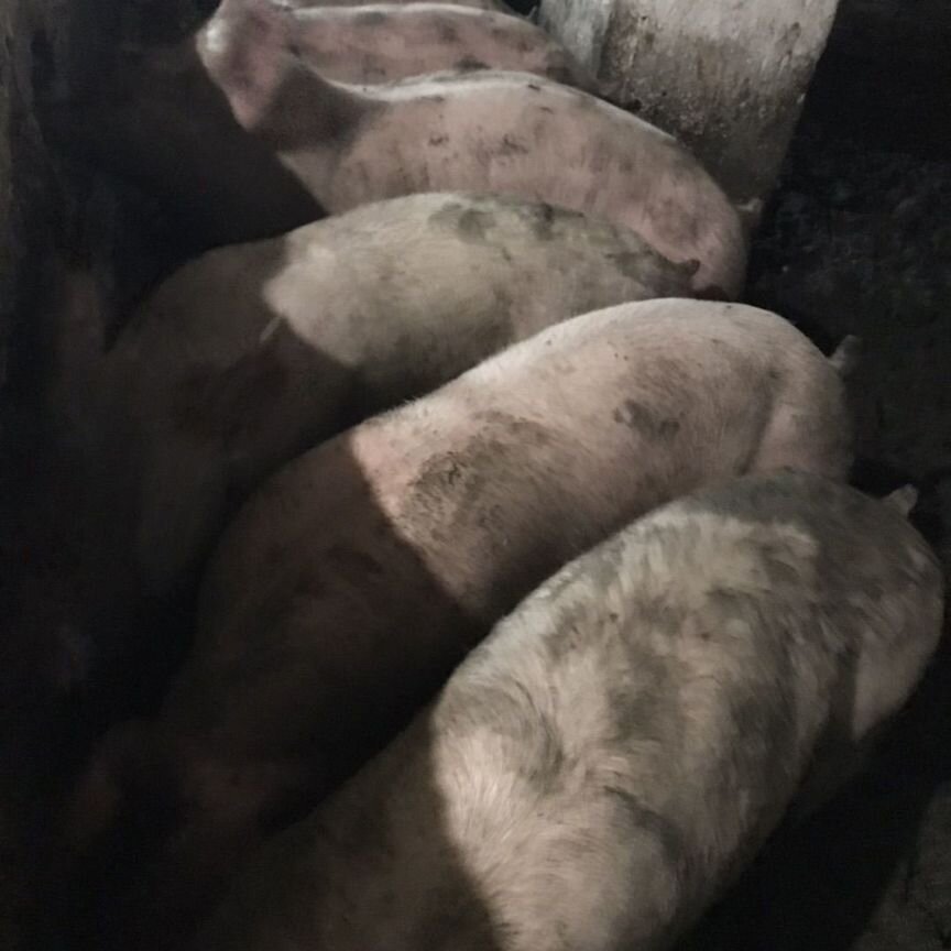 Продам подсвинков