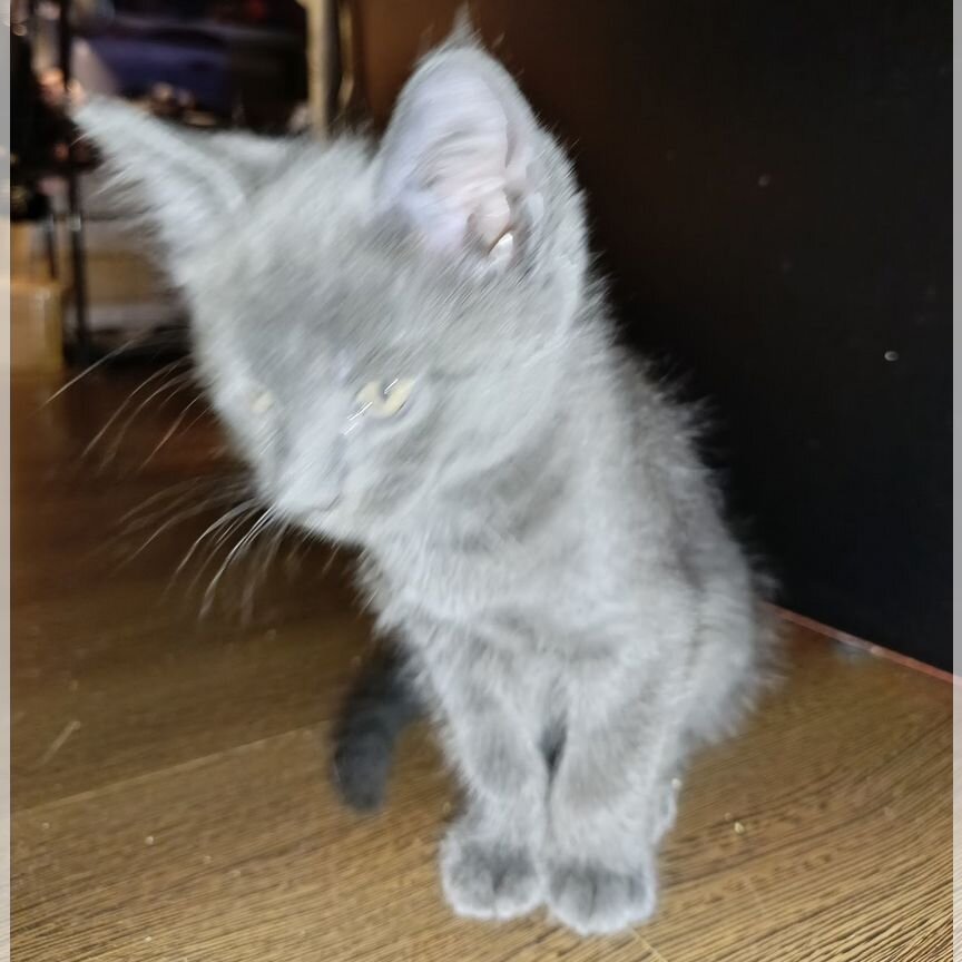 Мейн-кун котёнок