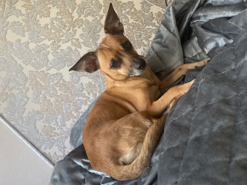 Собака вязка пинчер