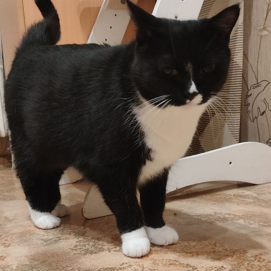 Взрослая кошка в добрые руки