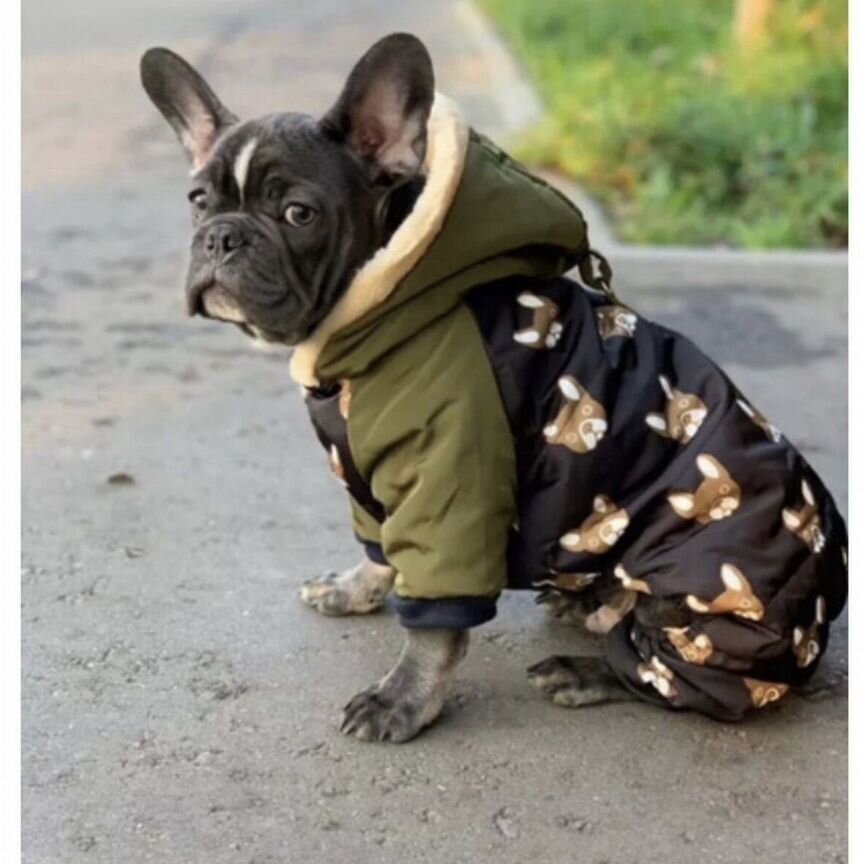 Одежда для собак