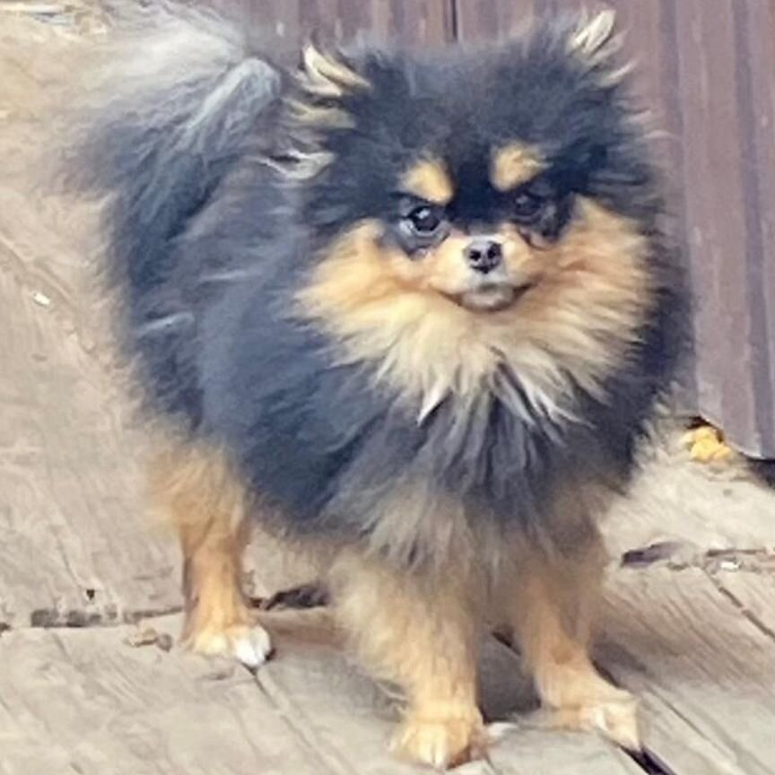 Немецкий шпиц, щенок