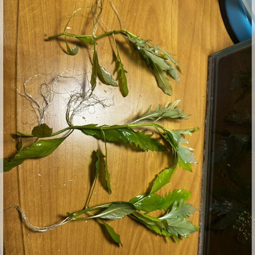 Гигрофила синема