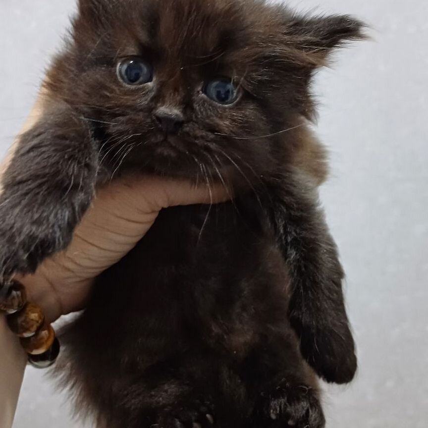 Кошечки в дар