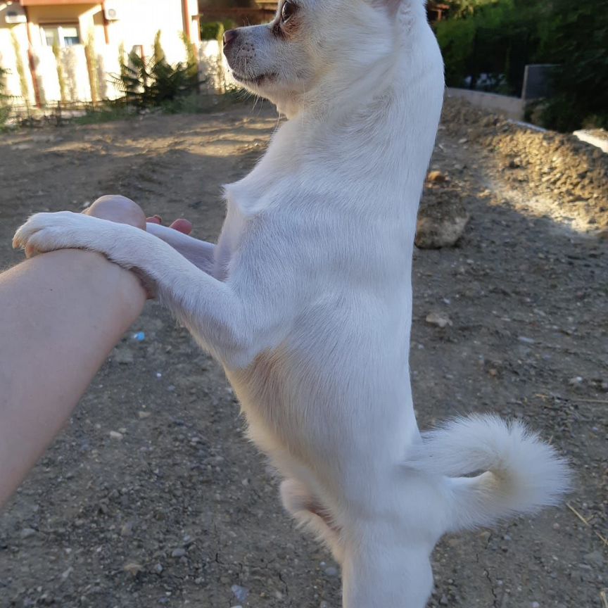 Чихуахуа мальчик вязка