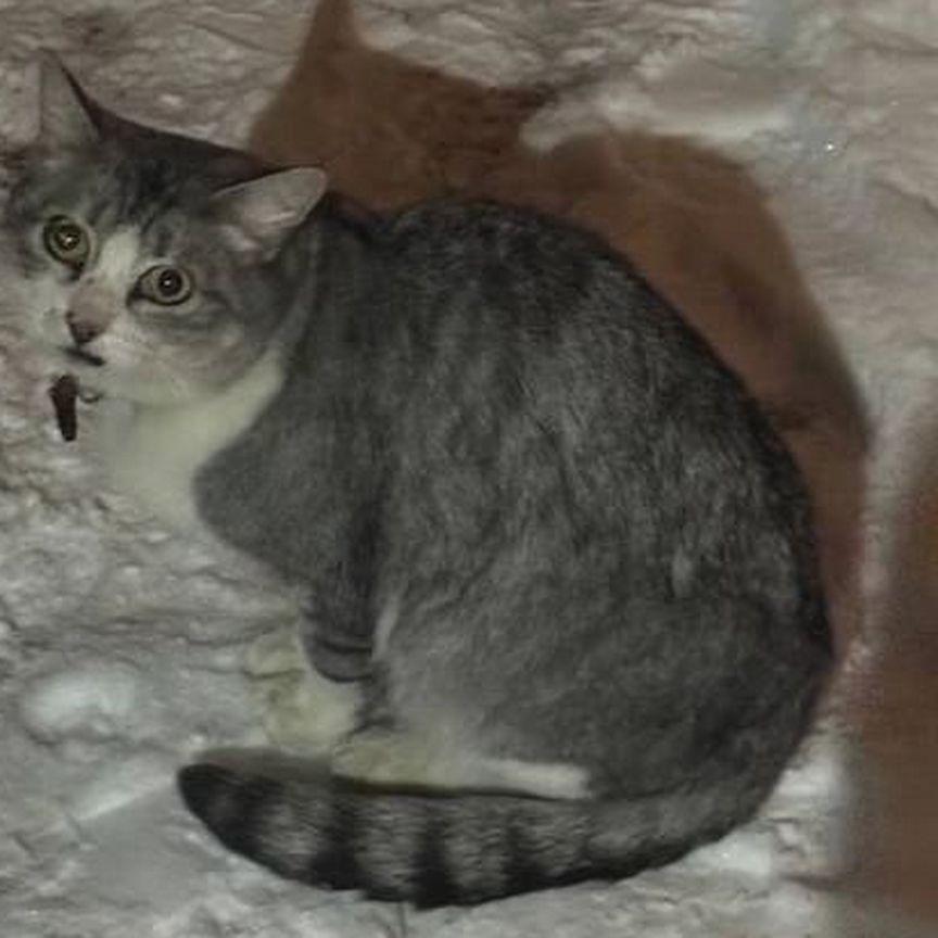 Котик в ошейнике оставлен на улице
