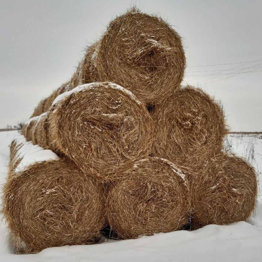 Солома овсяная в рулонах