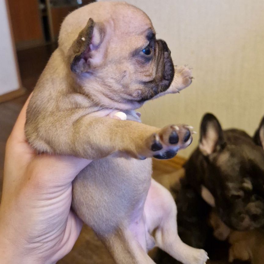 Французский бульдог щенки
