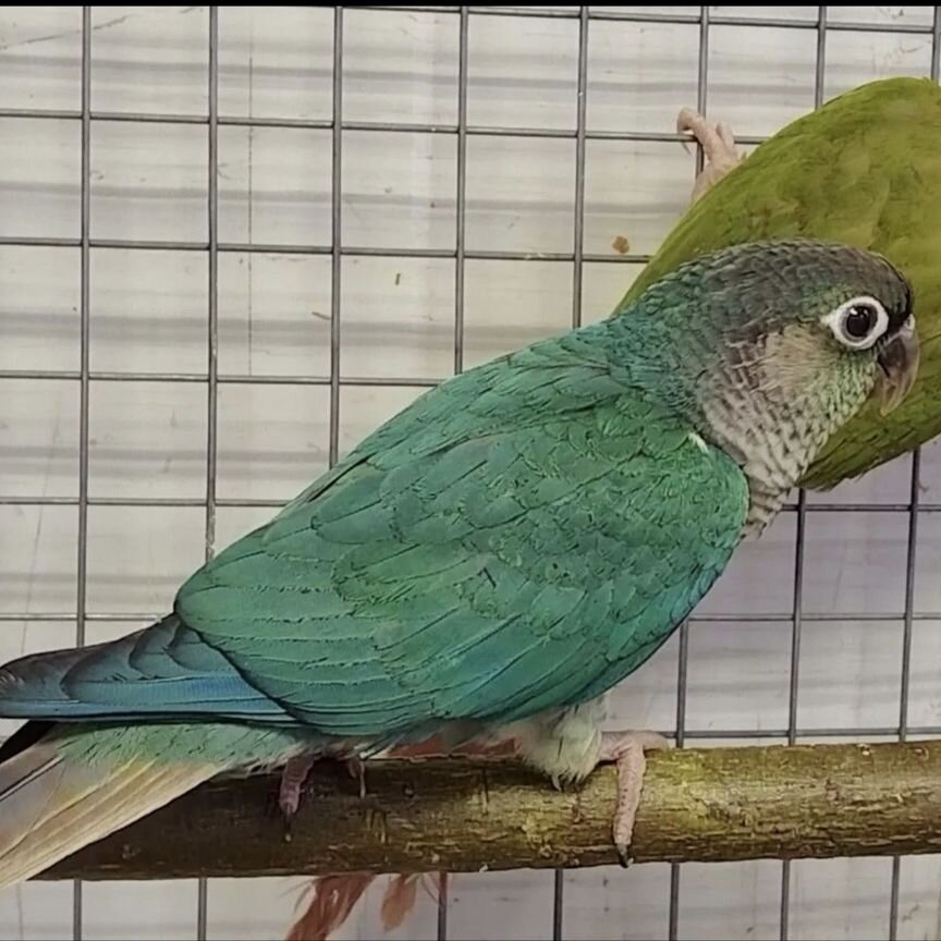 Попугай пиррура,клетки и корм