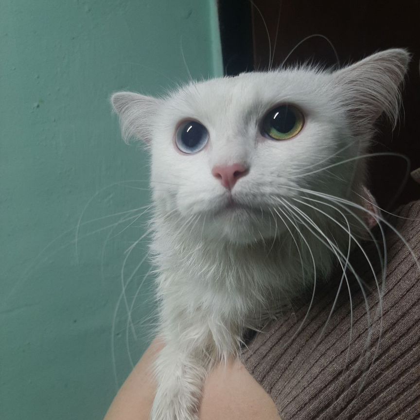 Кошечка Сахарок в добрые руки