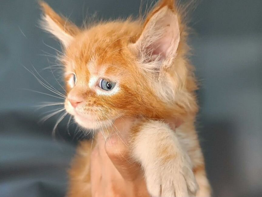 Супер кисти котенок Мейн кун