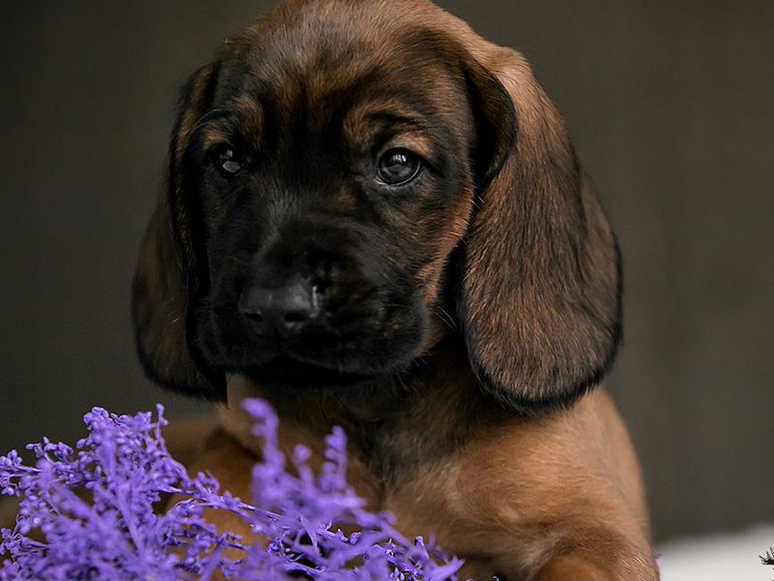 Продаются щенки баварской горной гончей