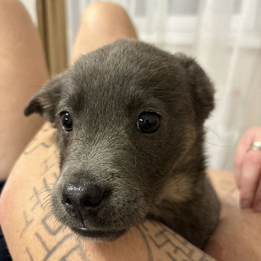 Тучка в добрые руки