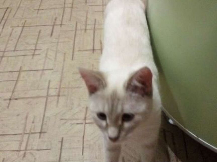 Кошки породистые бесплатно