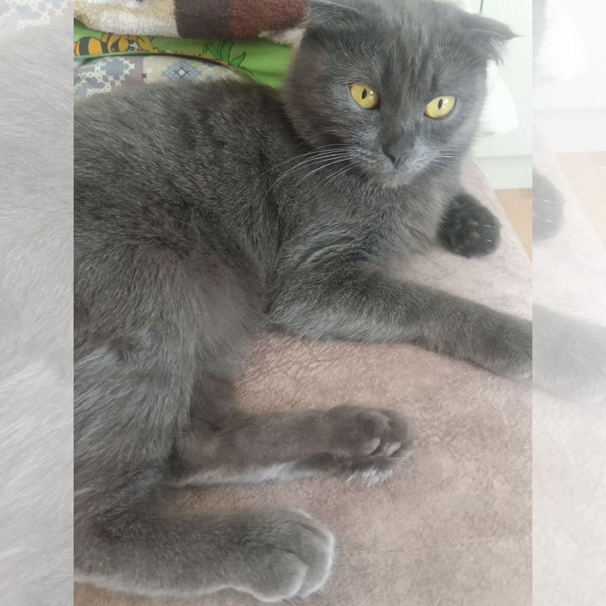 Шотландская вислоухая короткошёрстная, взрослая кошка