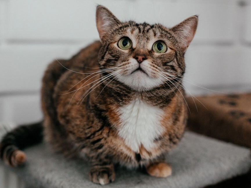 Кошка Ялта ищет дом