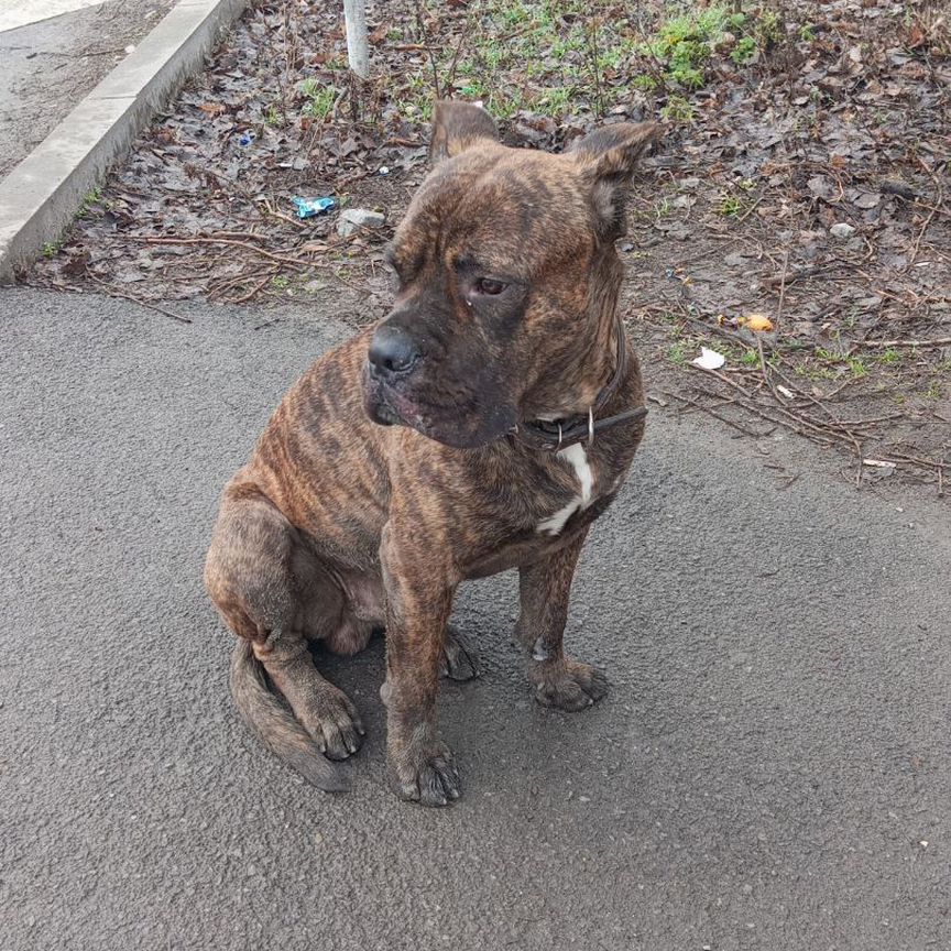 Мальчик-кобель, потеряшка