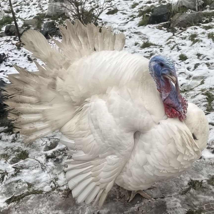 Индюк Хайбрид Конвертер РФ