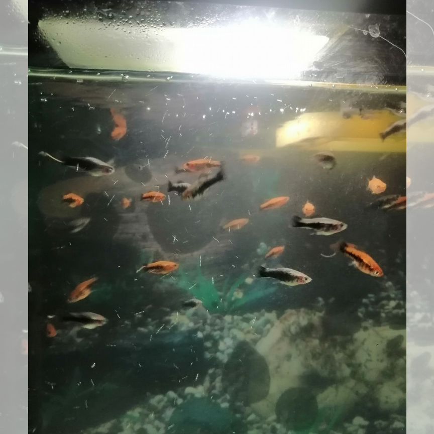 Меченосцы красные и чёрные