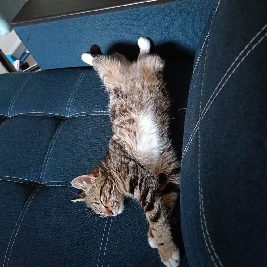 Отдам киску