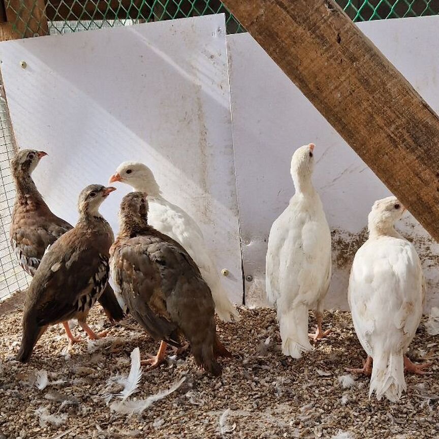 Кеклик молодняк