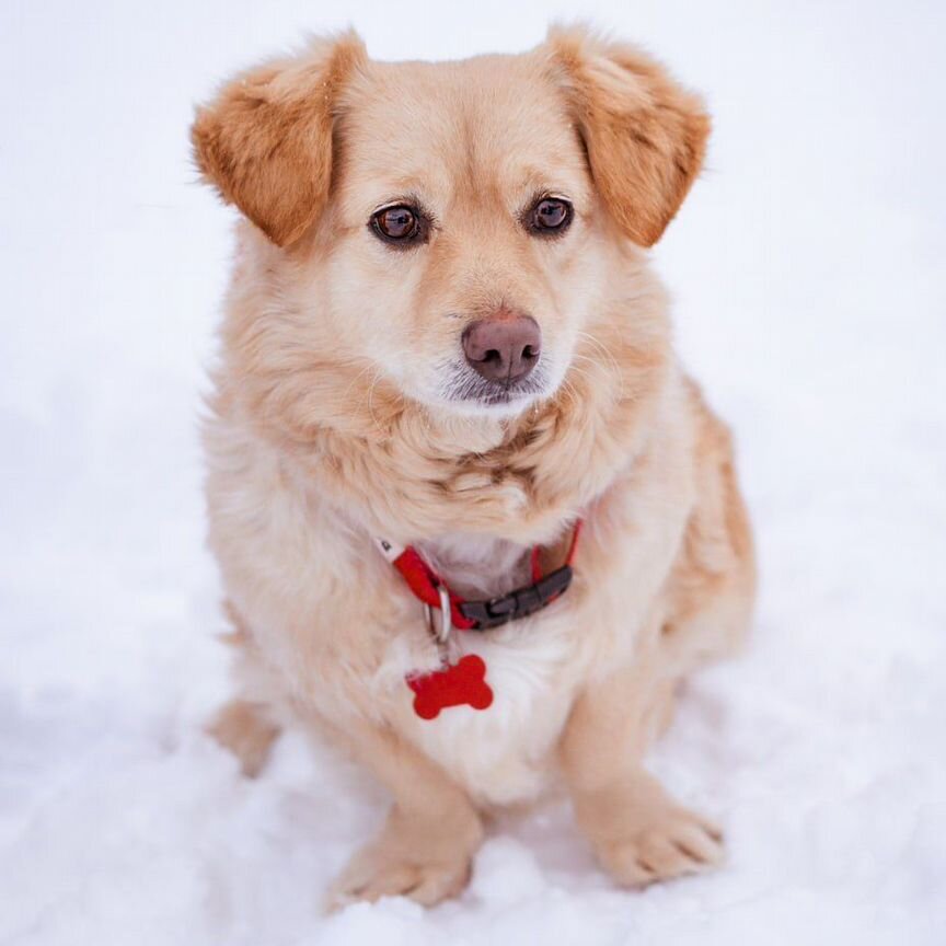 Взрослый пёс в добрые руки