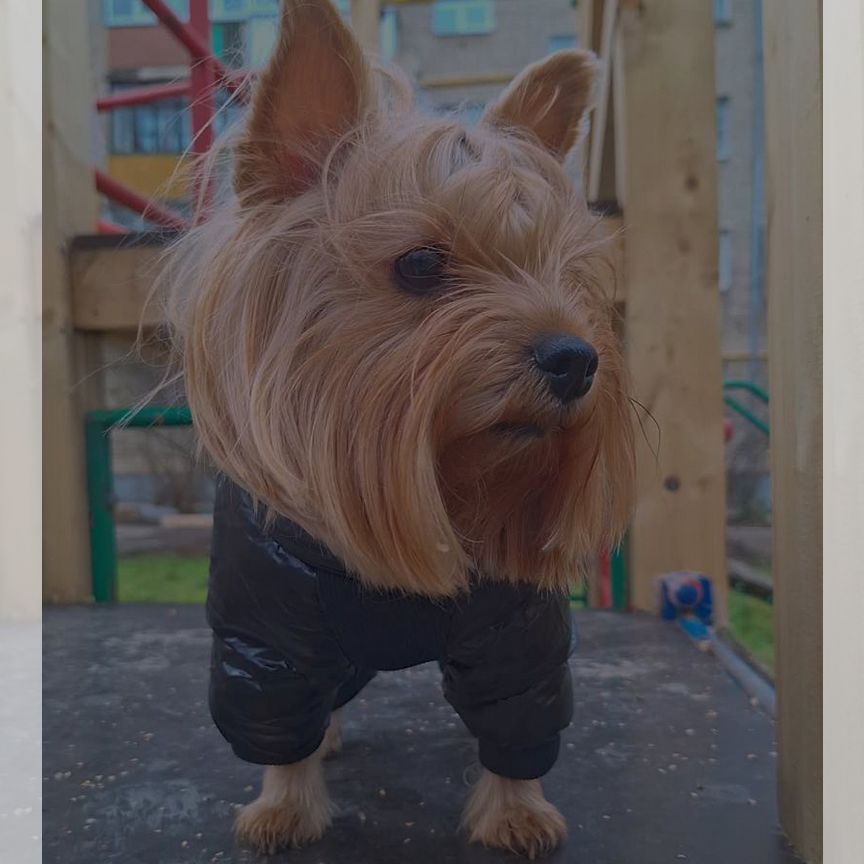 Йоркширский терьер, щенок