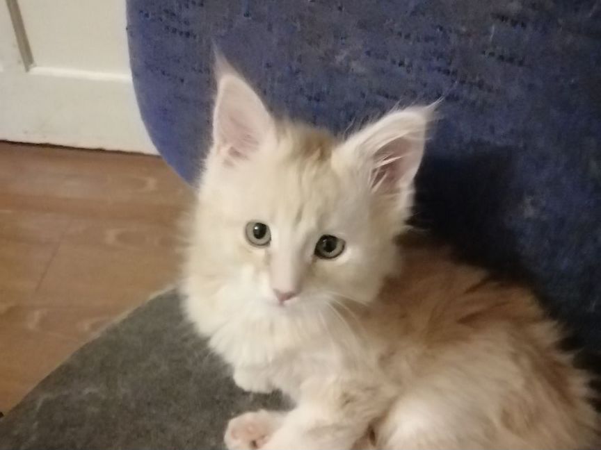 Мейн-кун, продаю двух котят, мальчики