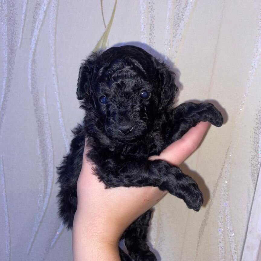 Продам той пуделя