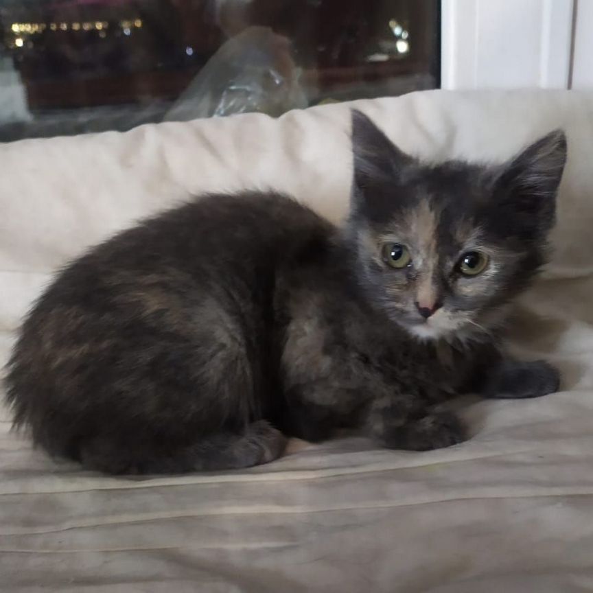 Котенок девочка