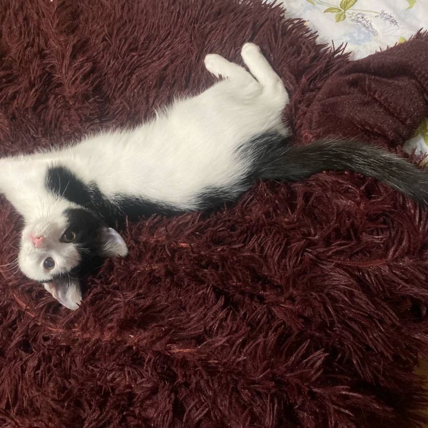 Котенок в добрые руки