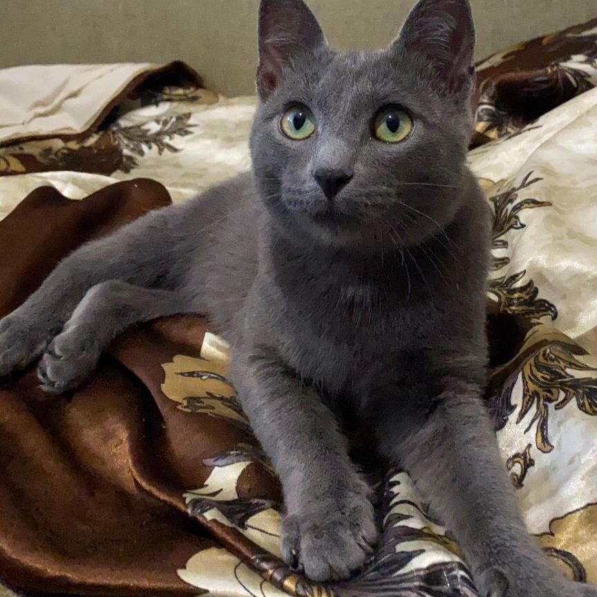 Русская голубая мальчик 6 мес