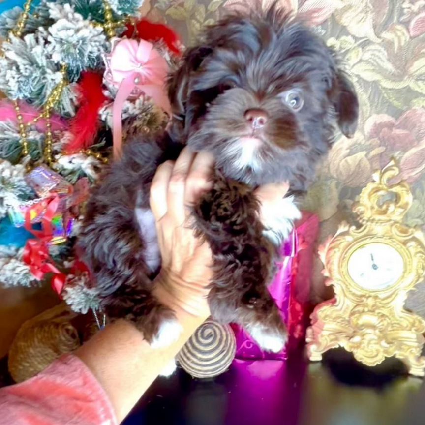 Мальтипу, щенок