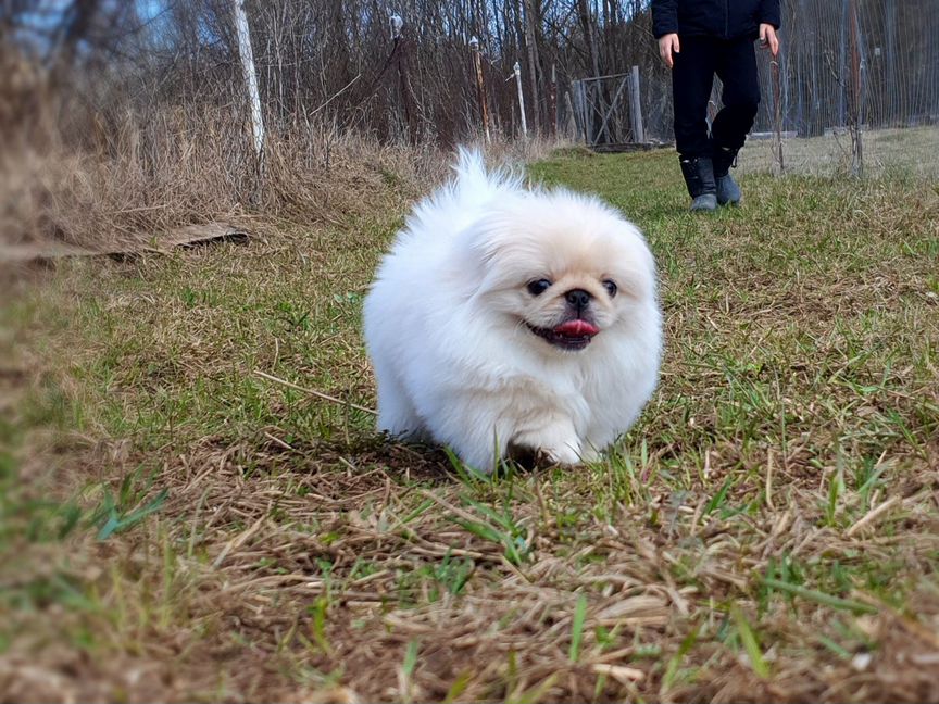 Щенки пекинеса