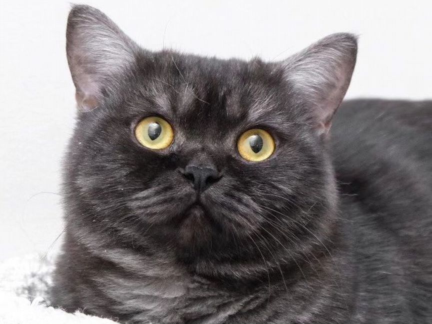 Спасенный шотландский котик ищет дом